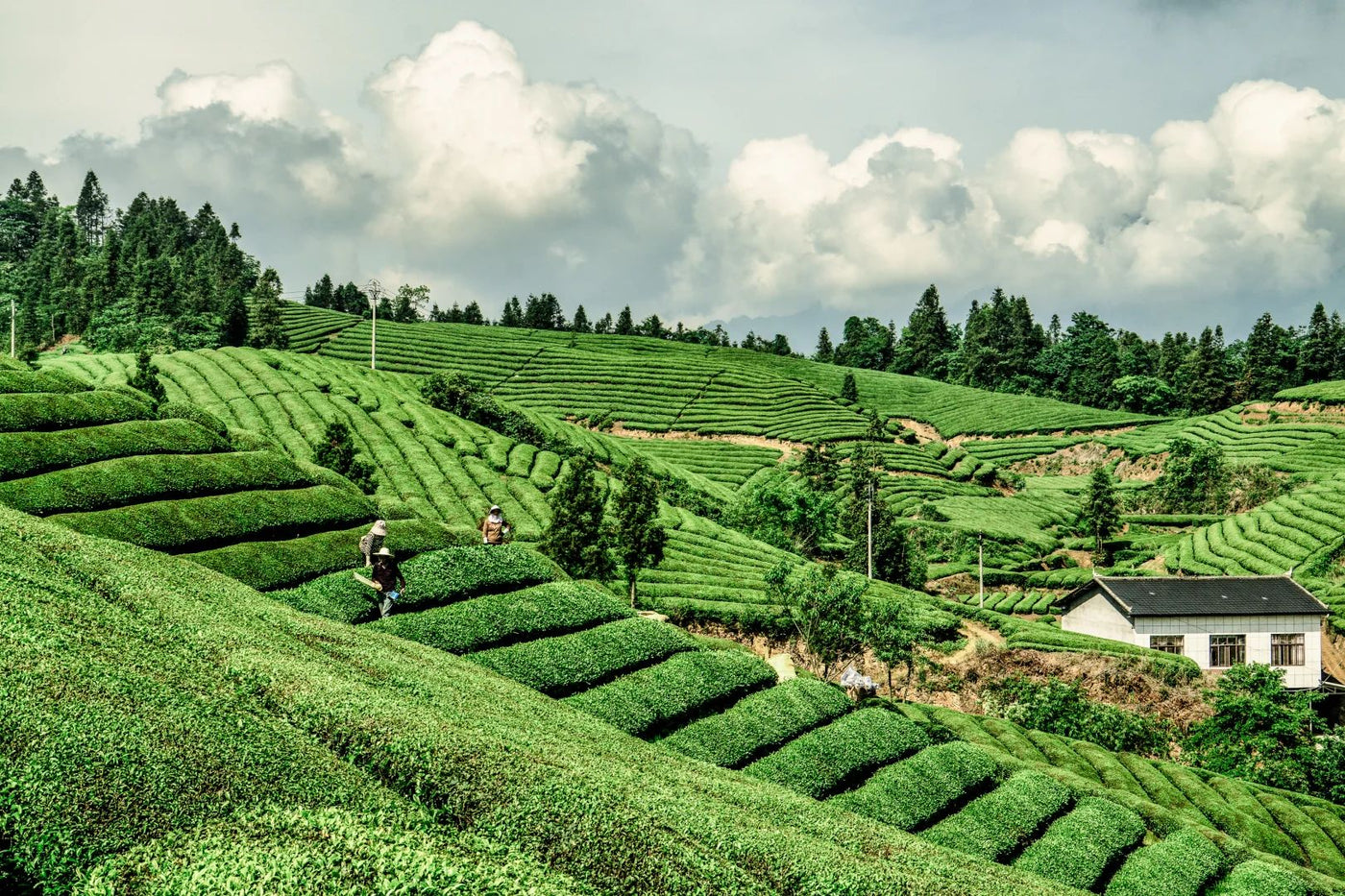 Understanding Chinese Tea Regions: A Journey Through - Tealibere