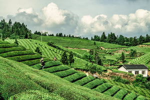 Understanding Chinese Tea Regions: A Journey Through - Tealibere